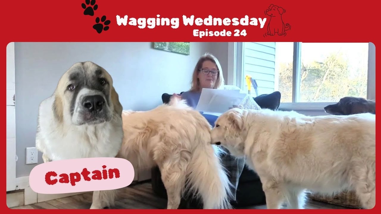 Wagging Wednesday Ep 24: Adopt Captain | Beth Sager Group - YouTube