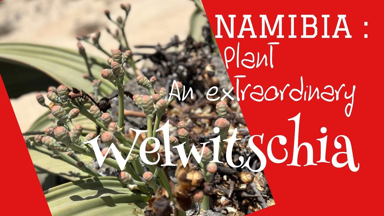 NAMIBIA : Welwitschia .. A very extraordinary plant . - YouTube