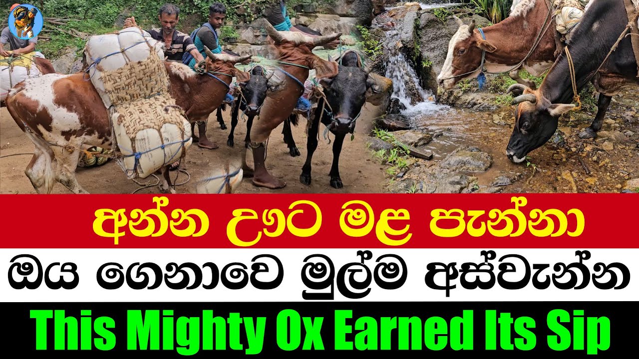 This Mighty Ox Earned Its Sip | Bringing Home the First Yield | The ...
