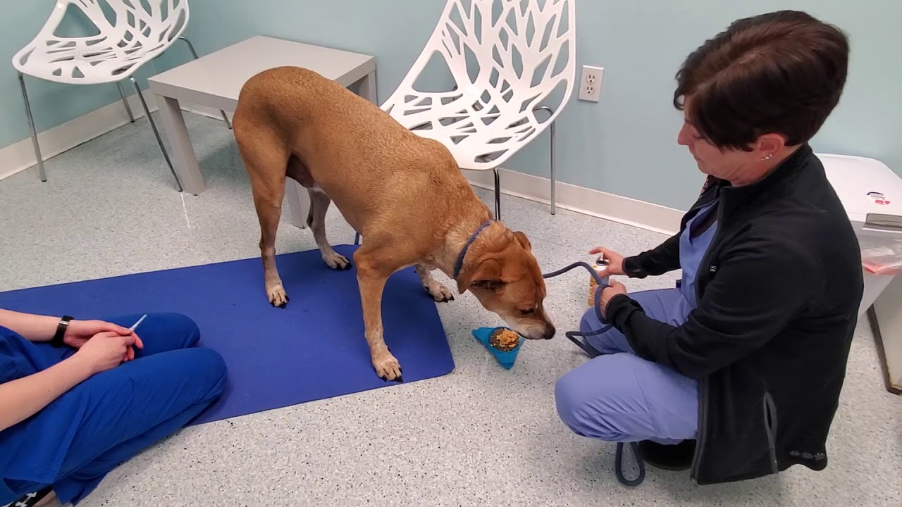 Minimal restraint lateral saphenous blood draw - YouTube