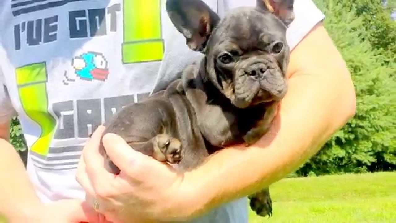 Blue tri french bulldog puppy - YouTube