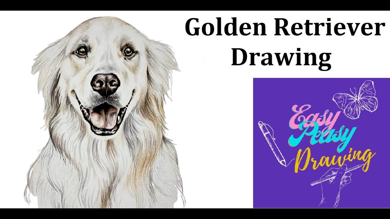 How To Draw Golden Retriever Dog | गोल्डन रिट्रीवर डॉग | - YouTube