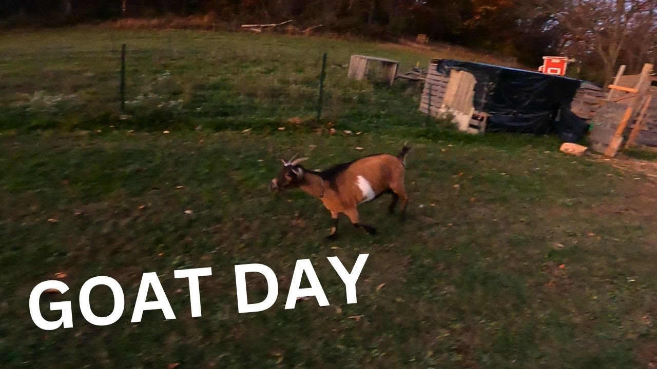 Moving Goats to the Barn for Winter - YouTube