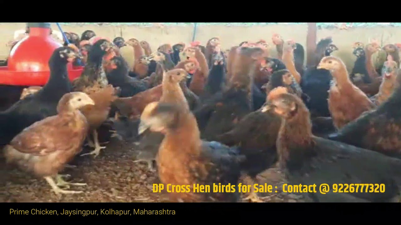 डीपी क्रॉस मादी देणे आहे. DP Cross Hen for Sale 9226777320 - YouTube
