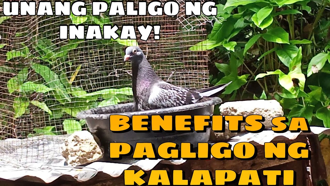 UNANG PALIGO NG INAKAY/ BENEFITS SA PAGLIGO NG KALAPATI #kalapati # ...
