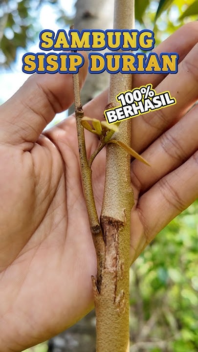 SAMBUNG SISIP DURIAN 100% BERHASIL #shorts #durian #sambungsisip #kebundurian - YouTube