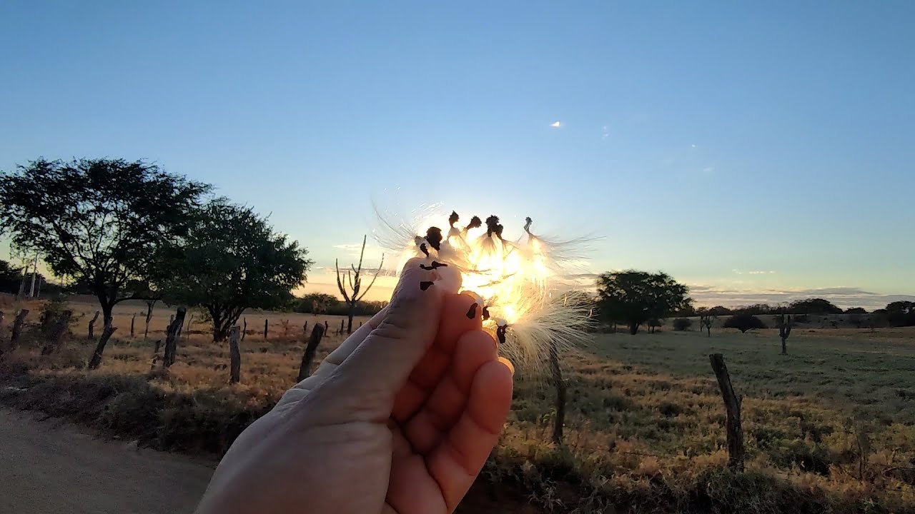Cipó Saco De Bode - Dispersão Das Sementes - YouTube