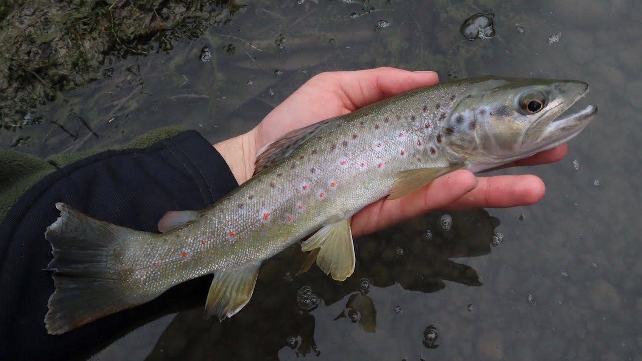 Micro Fishing For TROUT In A Roadside Drain - YouTube