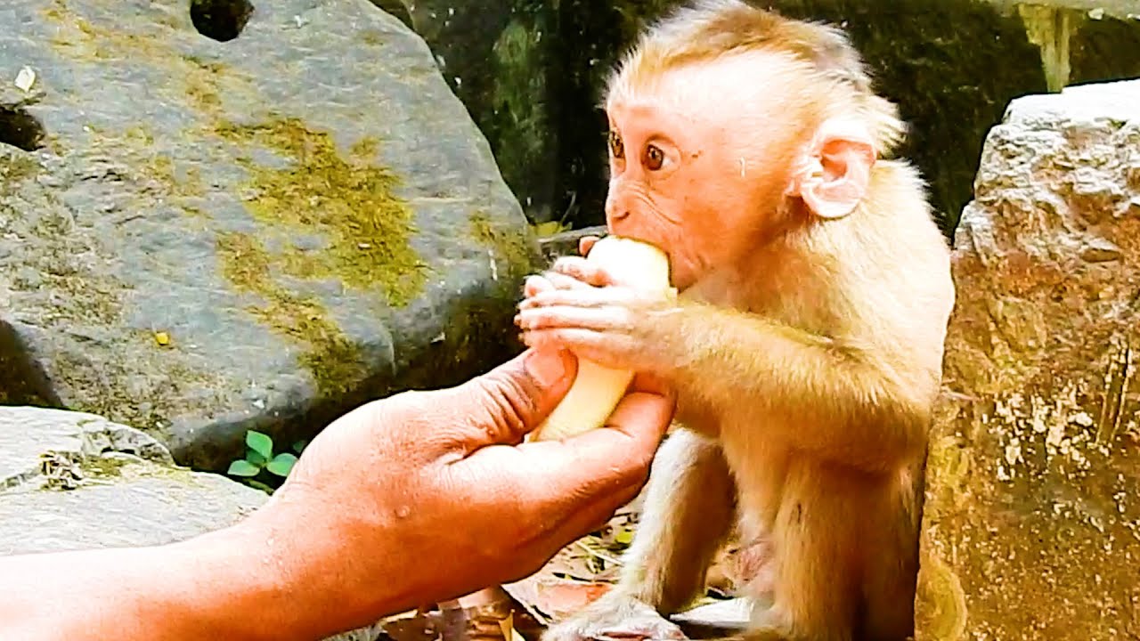 Please Looks! cute baby monkey face when eating Banana fruit, Funny ...