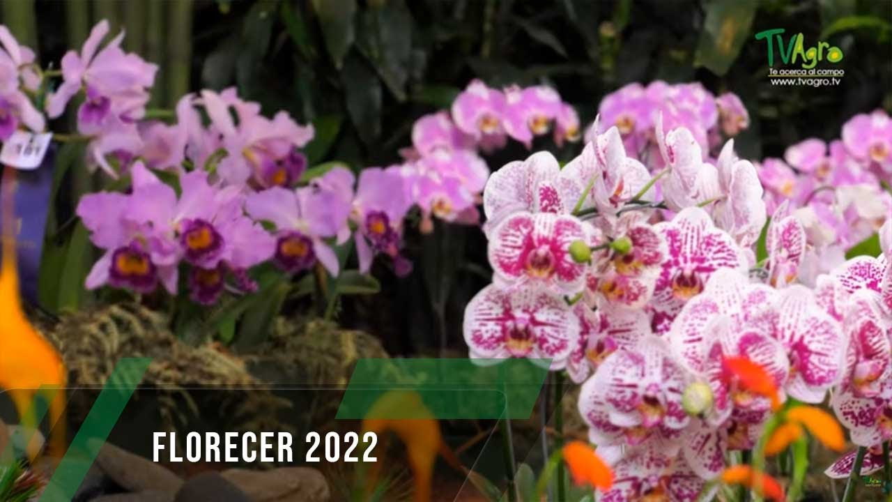 Florecer 2022 - TvAgro por Juan Gonzalo Angel Restrepo - YouTube