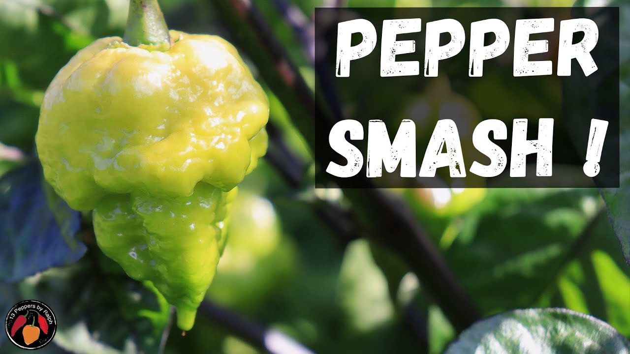 Da Hulk Pepper Review and Tasting - YouTube