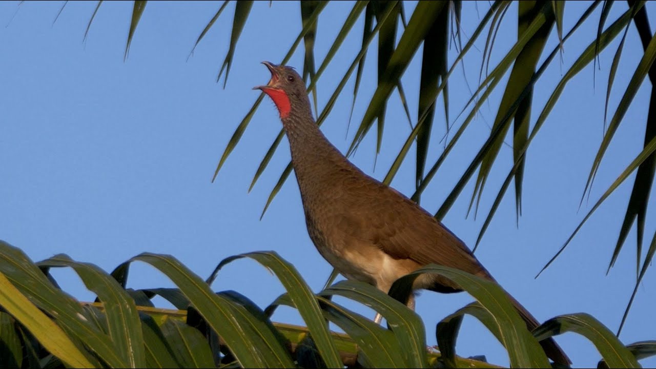 White-bellied Chachalaca call - YouTube