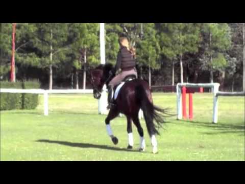 Cristar - Holstein Stallion By Cristo x Quinar - YouTube