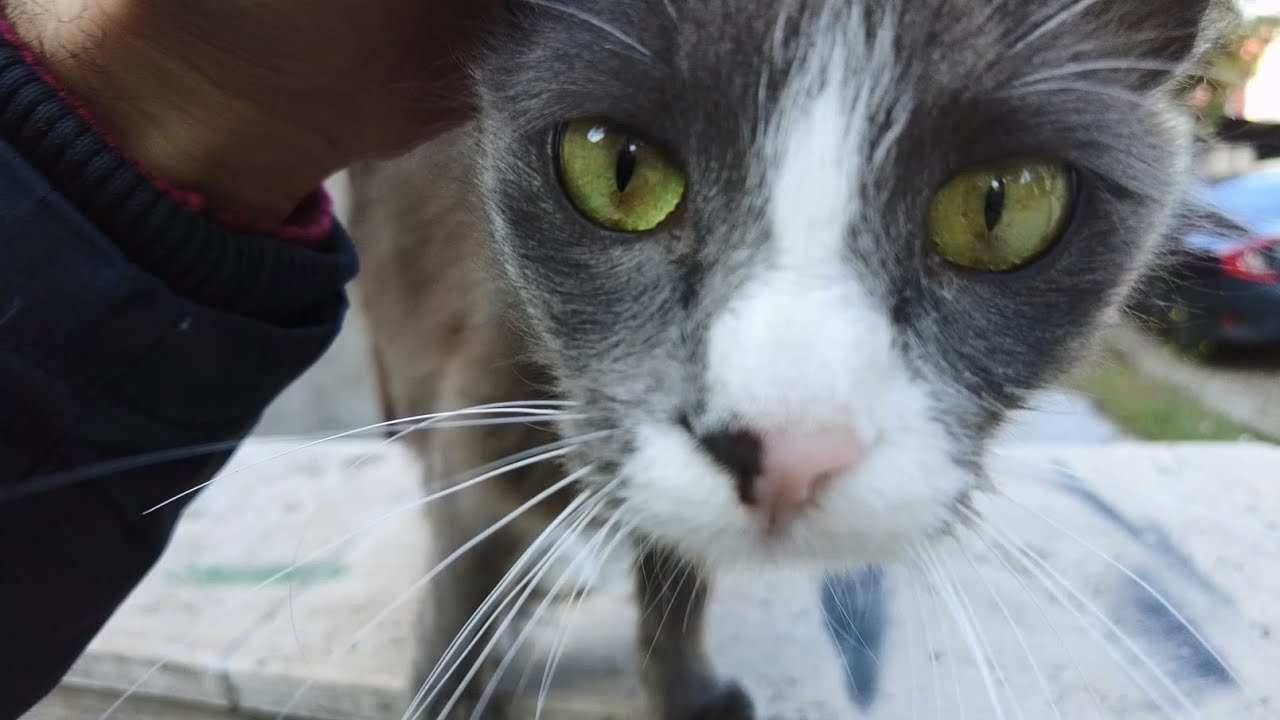 Beautiful gray stray cat with beautiful eyes and fluffy tail - YouTube