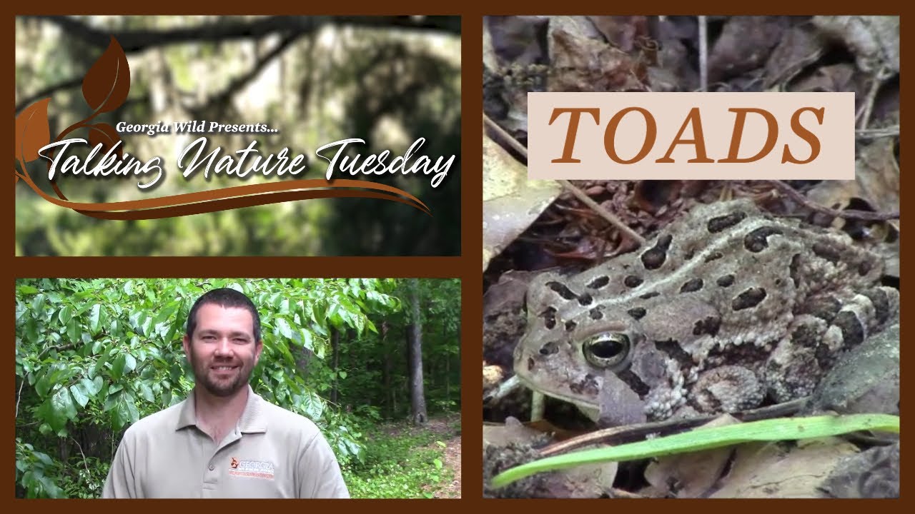 Talking Nature Tuesday - Toads - YouTube