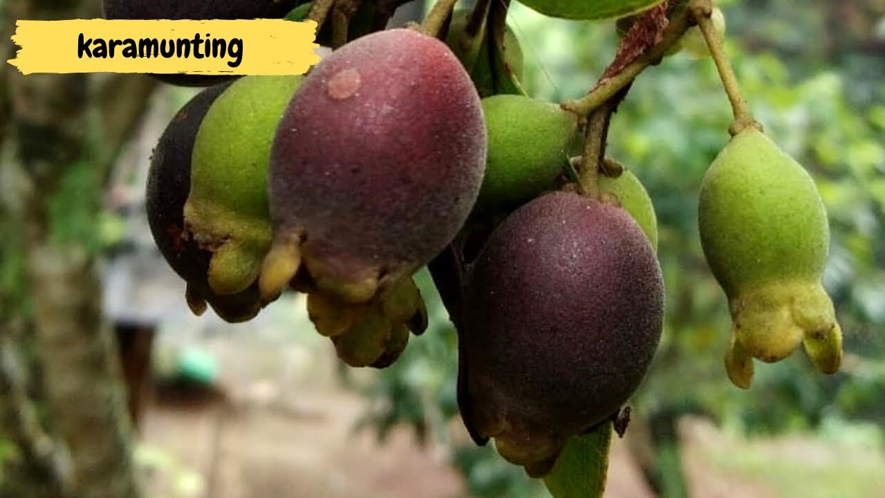 Buah Karamunting.. Tanaman Liar Yang Mengingatkan Masa Kecil.. - YouTube