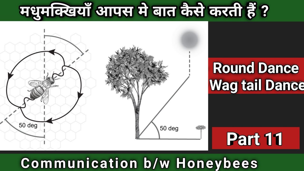 Communication in Honey bees | Types of Bee dance | Difference between ...