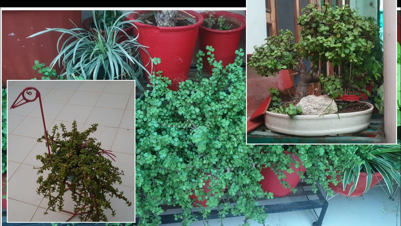 My Jade Plant Collection With Care Tips || Fun Gardening - YouTube