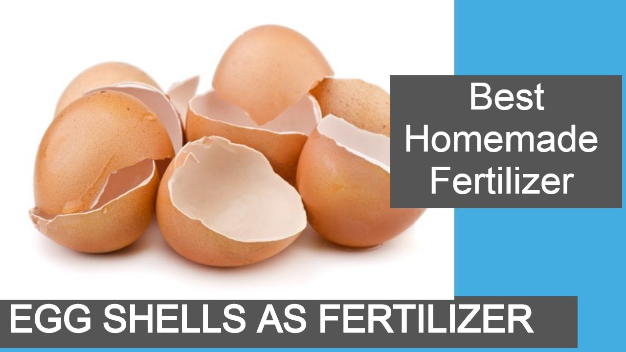 Natural Fertilizer Egg Shell | Never through Egg shells | Best ...