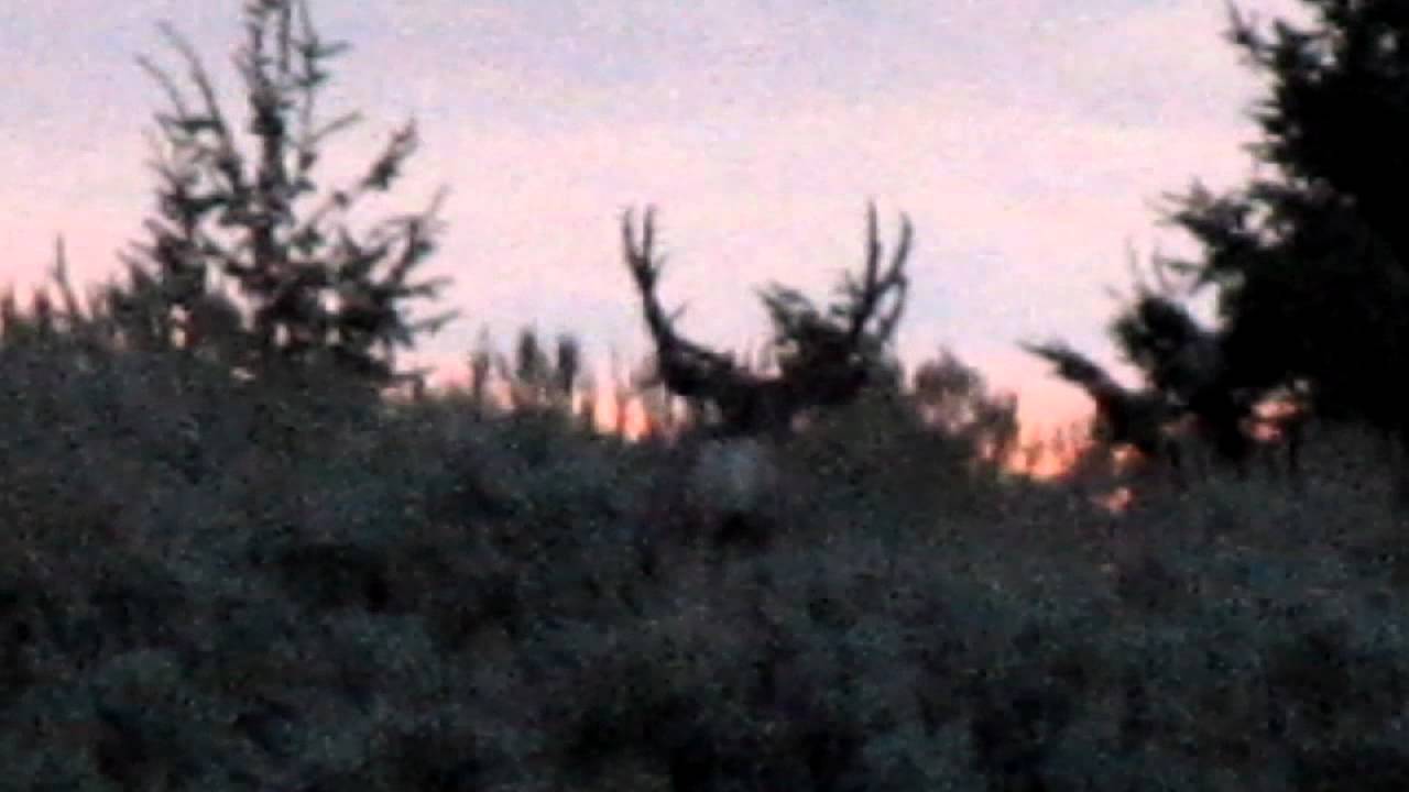 Utah Big Buck at sunrise, Book Cliffs - YouTube