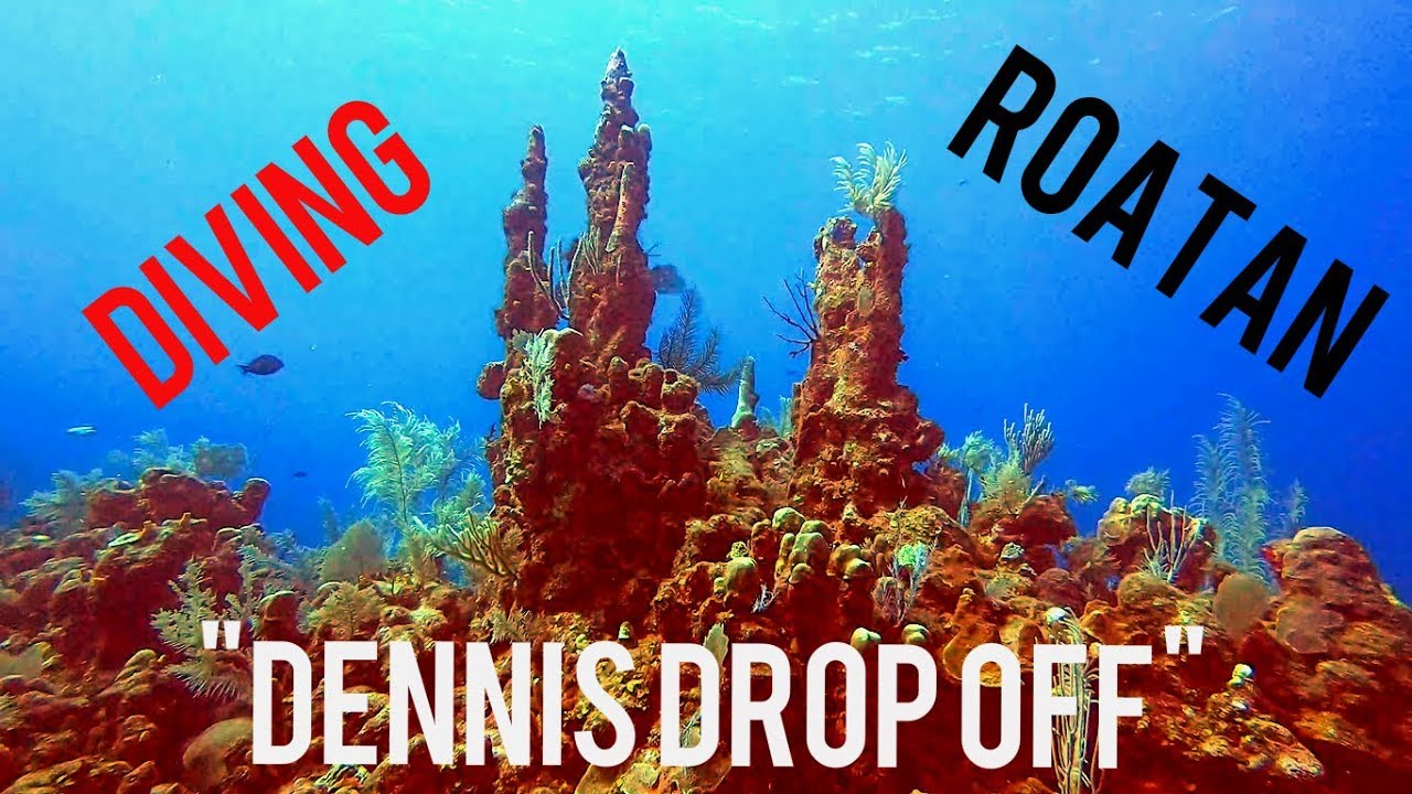 Diving "Denni´s Drop Off" at Roatan, Honduras / Buceo en Roatan - YouTube
