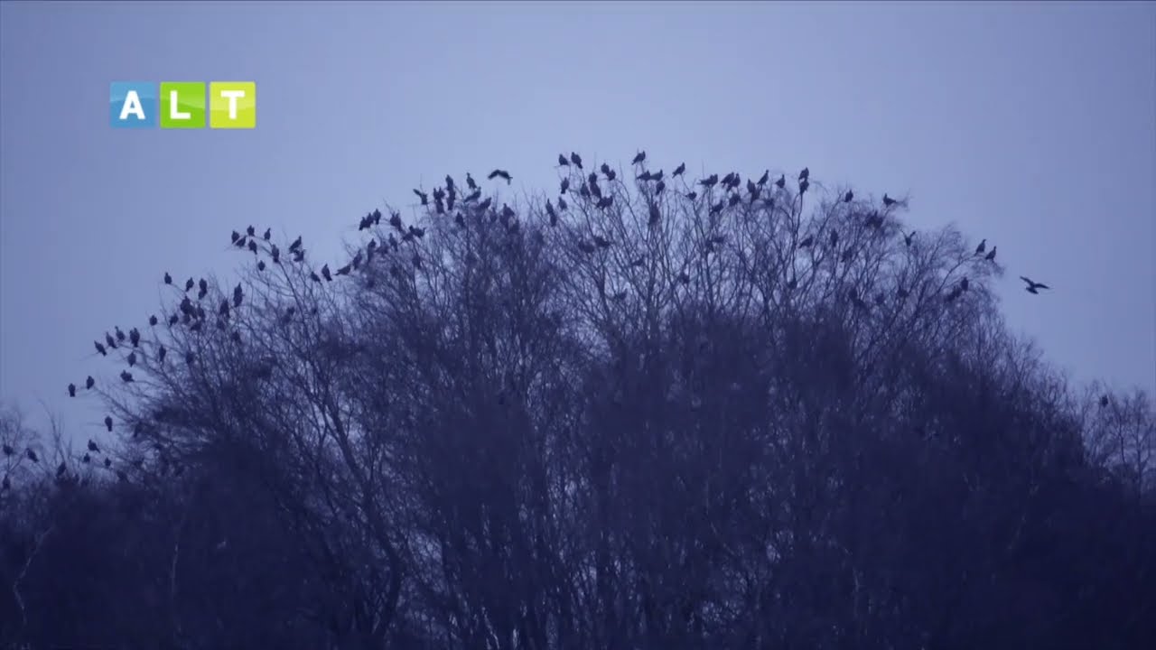 Fuglene flyver i flok - YouTube