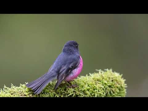 Pembe Gerdan Kuşu | Pink Robin