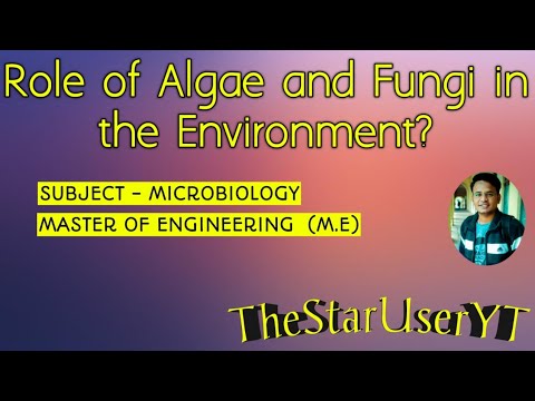 Role of Algae and Fungi in the Environment? - YouTube