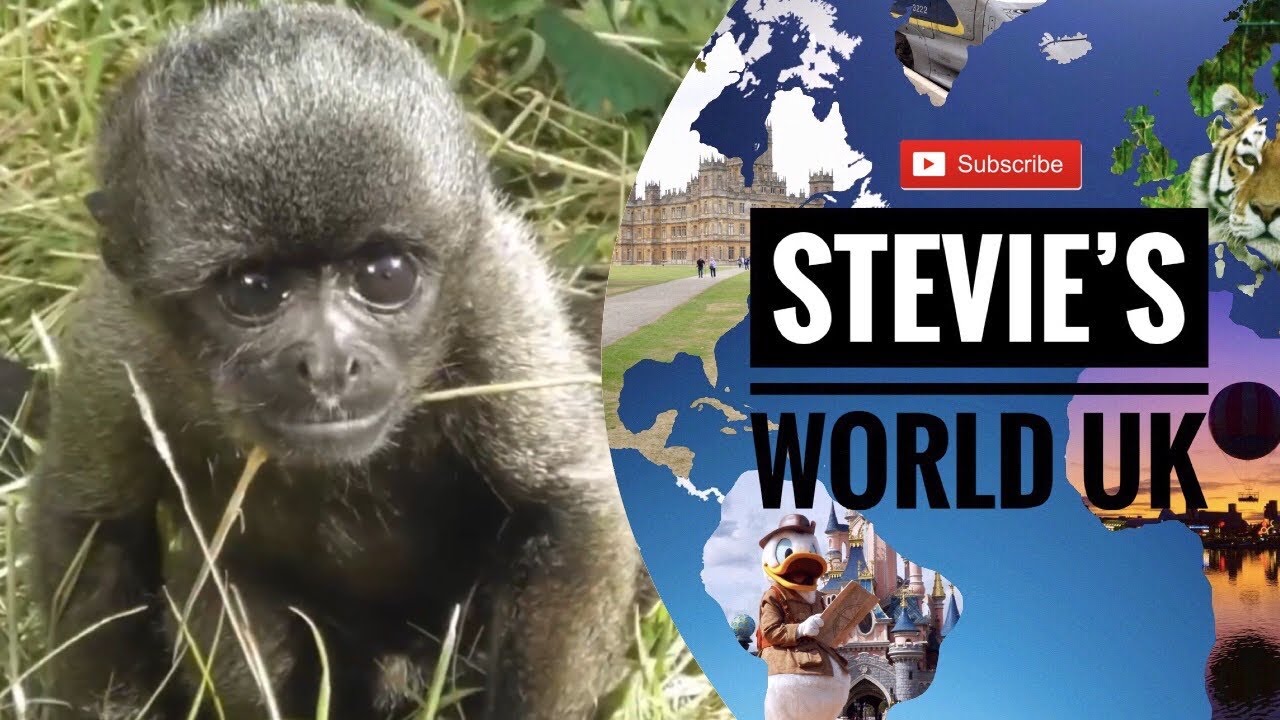 BABY WOOLLY MONKEY BORN AT MONKEY WORLD - YouTube