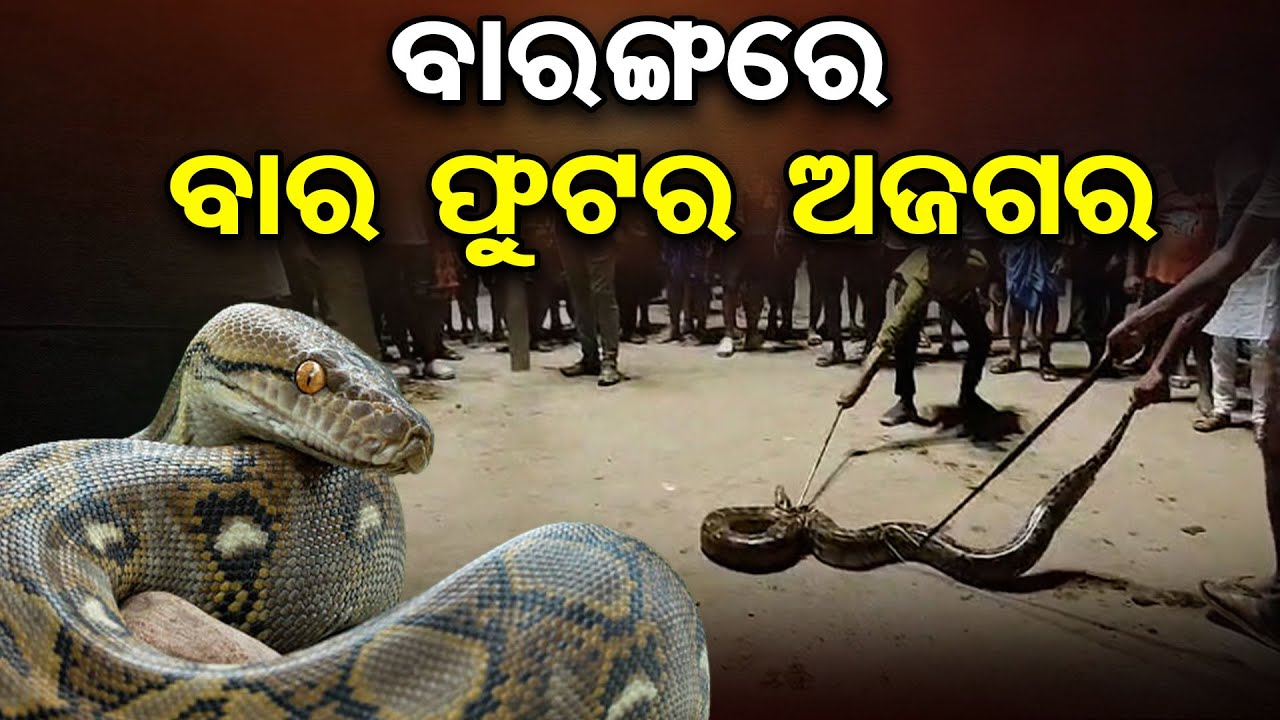 ବାରଙ୍ଗରେ ବାର ଫୁଟର ଅଜଗର | Ajgar Snake | Python Spotted in Baranga ...