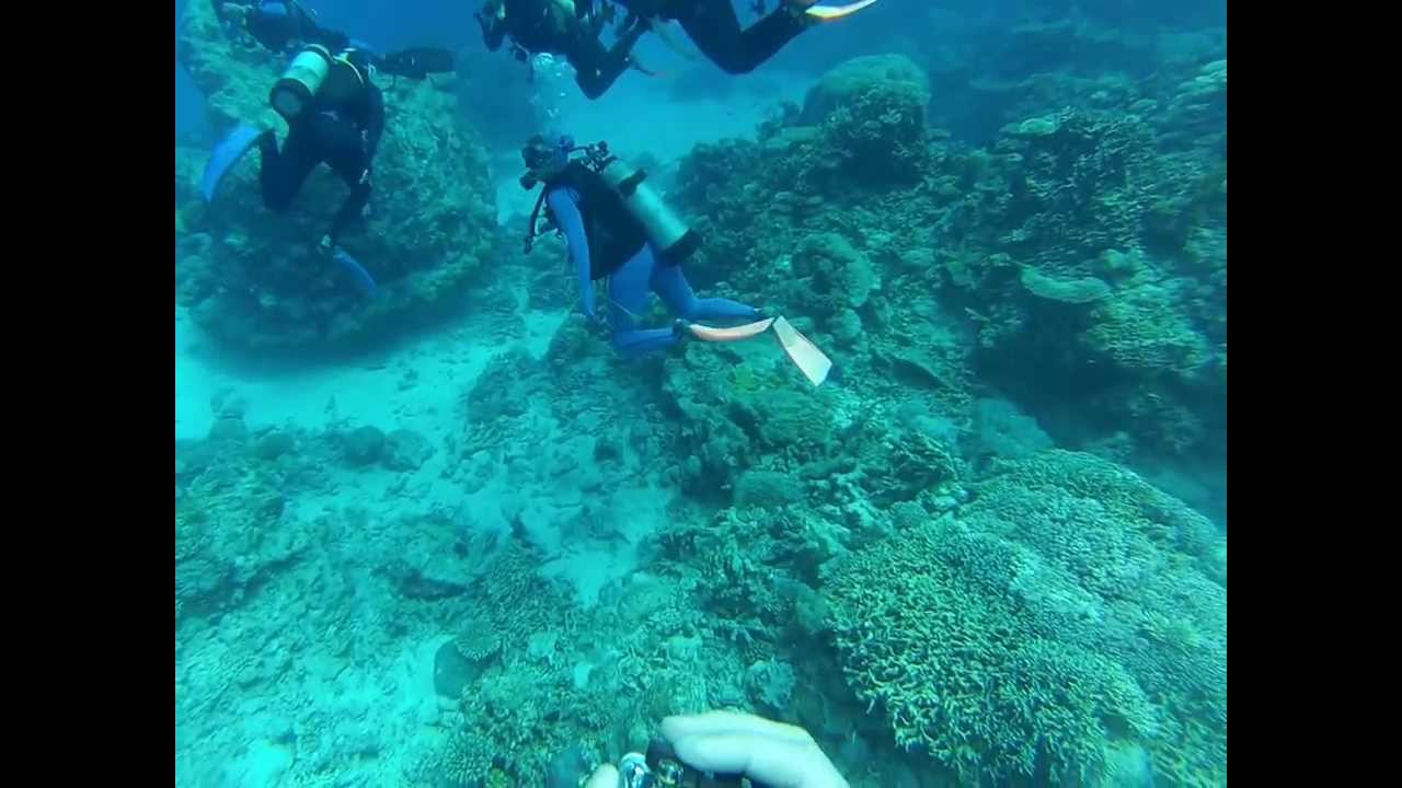 Great Barrier Reef - Dive1b - YouTube