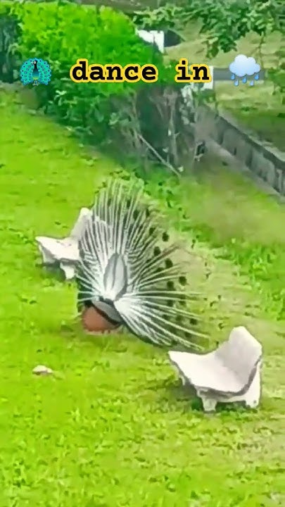 π¦ Dance In π§οΈβ Peacock Music Viral Youtube