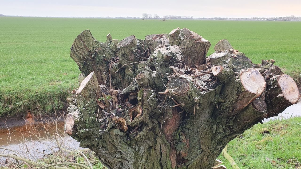 Knotwilg afzetten - YouTube