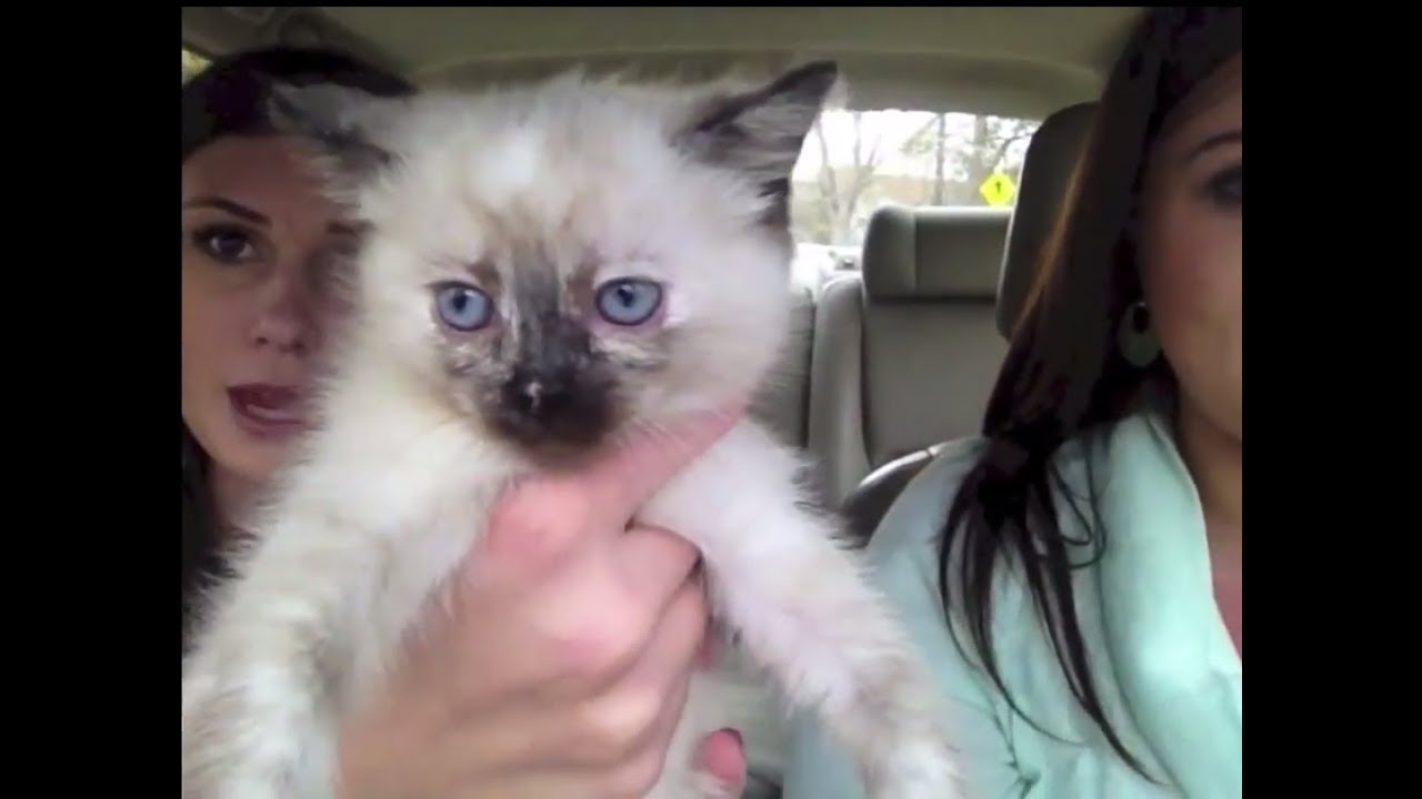 Getting Meatball as a Kitten! - YouTube