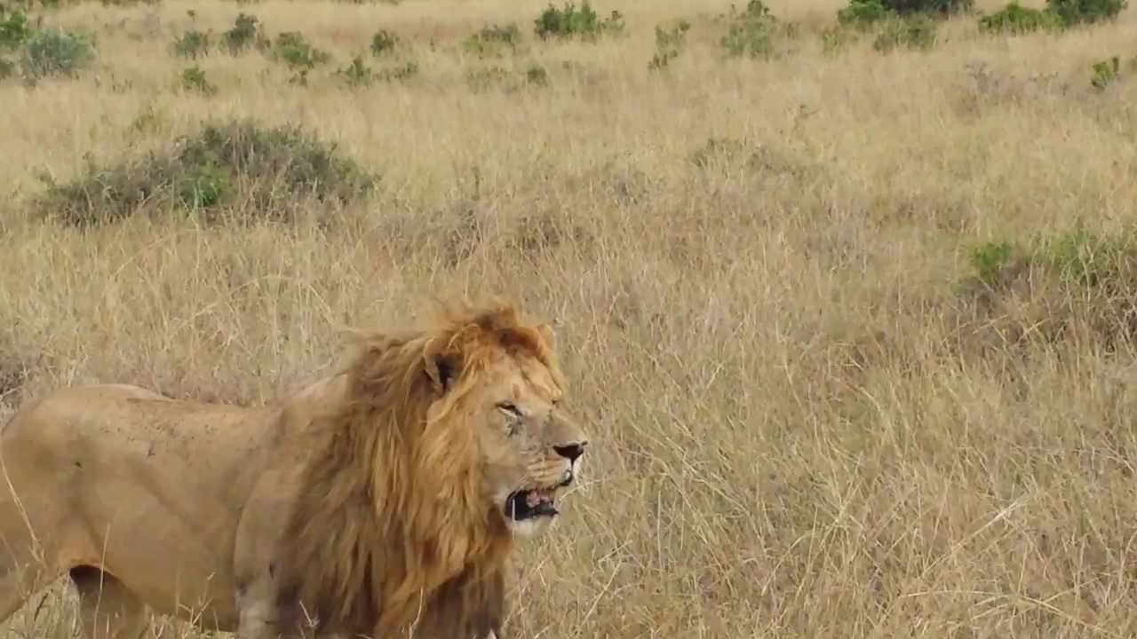 Masai Mara, Kenya. On Safari Grimace, Notch Coalition. On Safari - YouTube