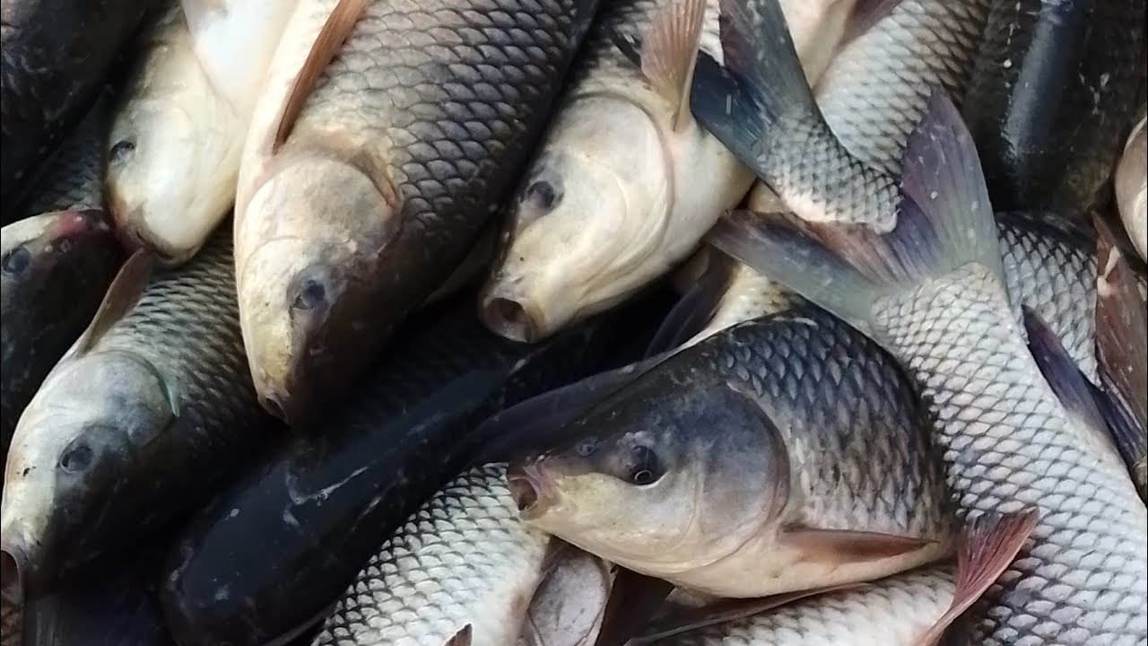 roop Chand big fish packing 🐠🐠🐠🐠🐠🐠 live fish 🐟🐟🐟🐟 packing and shipping ...