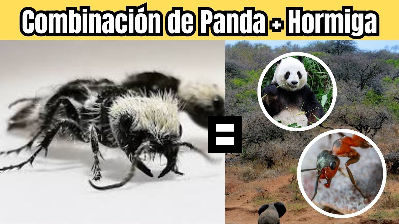 Hormiga PANDA -Mini Documental - YouTube