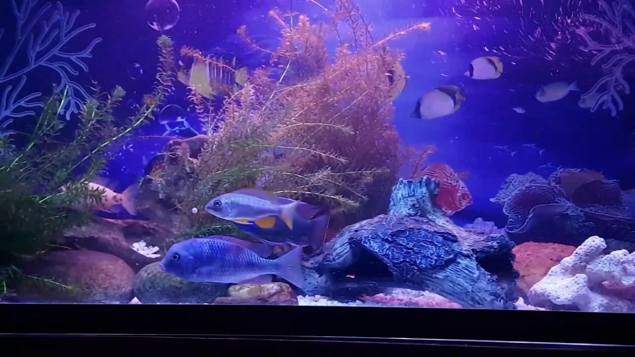 Malawi Cichlids Kadango OB Peacock Dolphin - YouTube