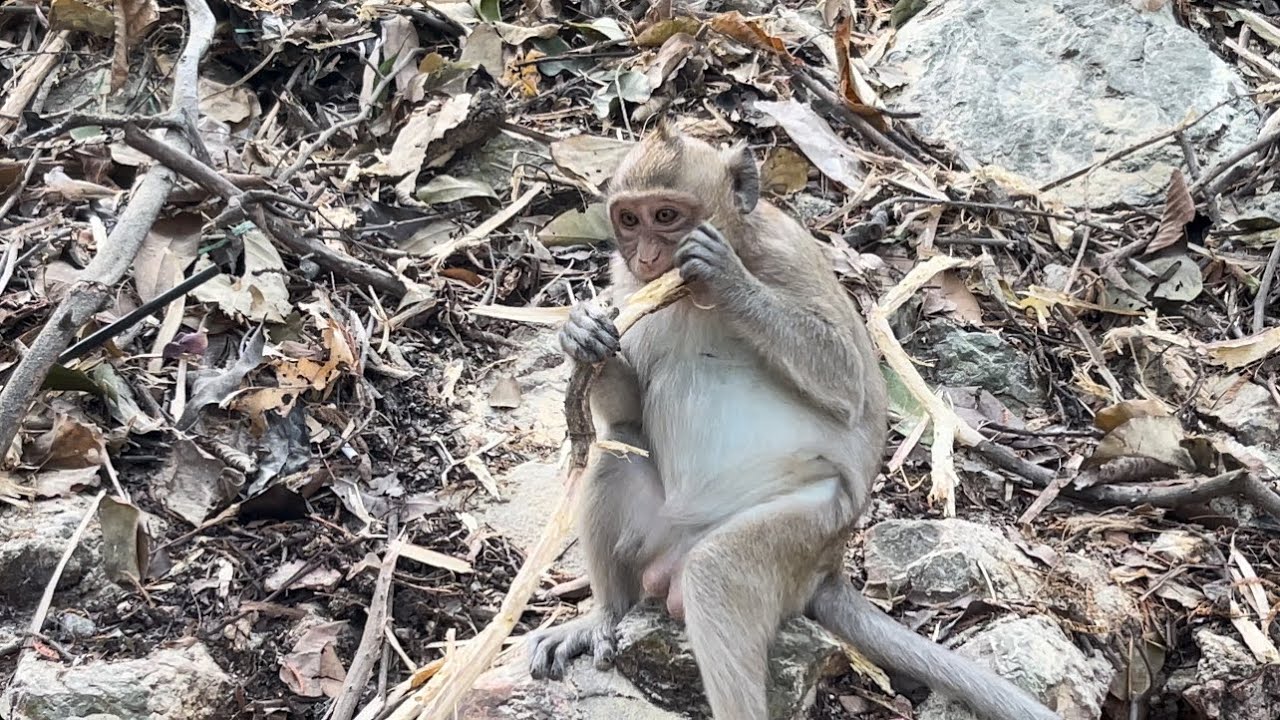 I don't know what are they eating? , they eat like crushed trees , # ...