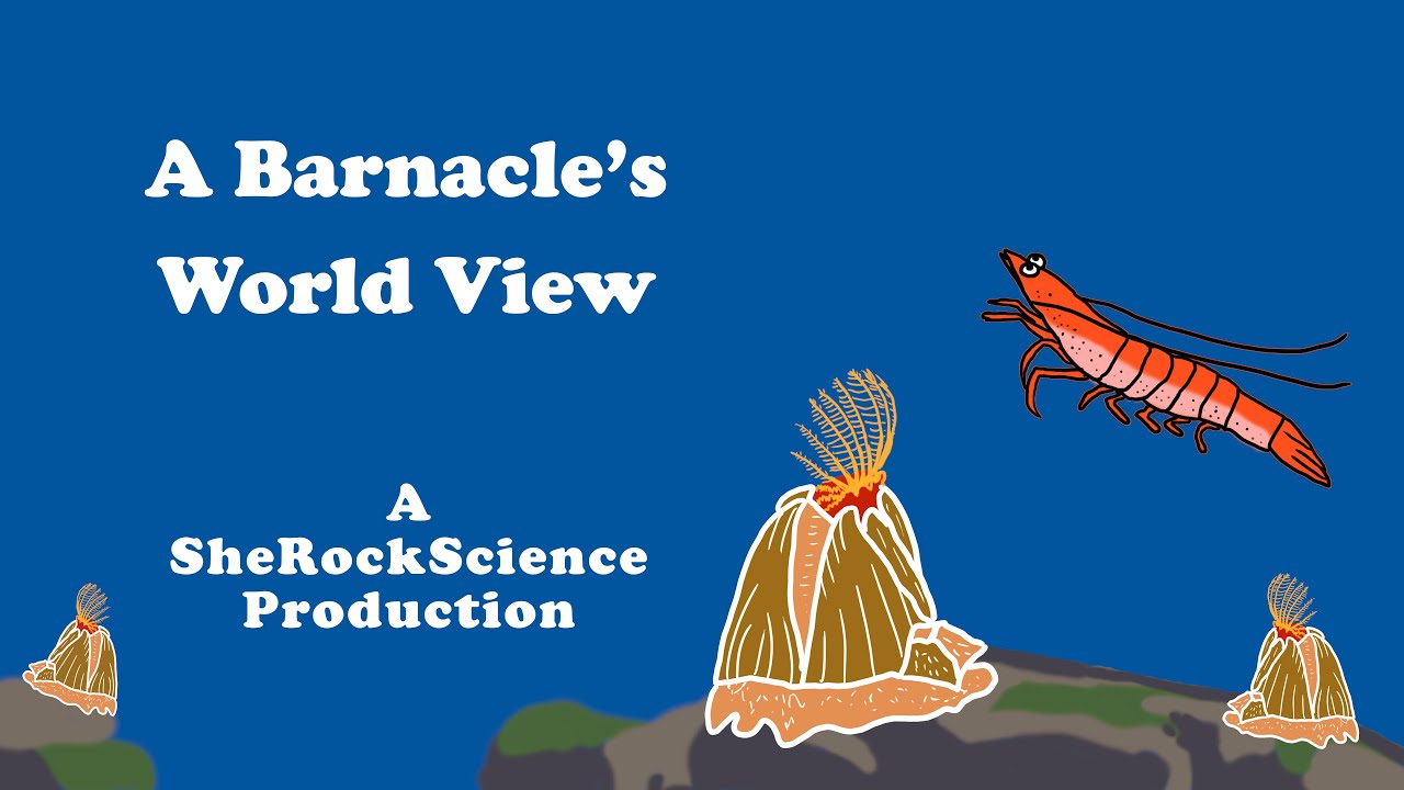 A Barnacle's World View - YouTube
