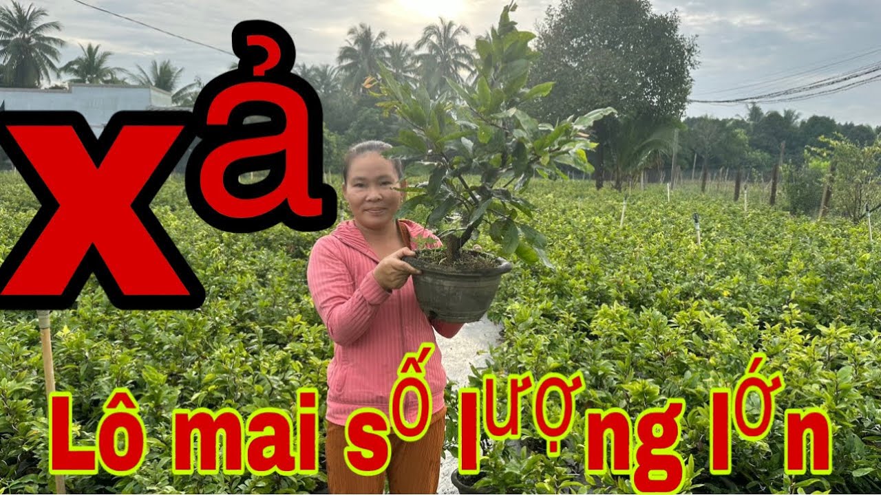 ☎️Zalo 0398 465 819 ☎️👉gặp Tuyền 🌲🌲mai vàng chơi Tết giá rẻ P461 - YouTube