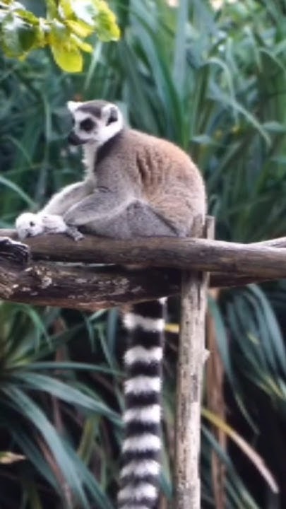 Hi Animal lover #nature #wildlife #photography #animals - YouTube