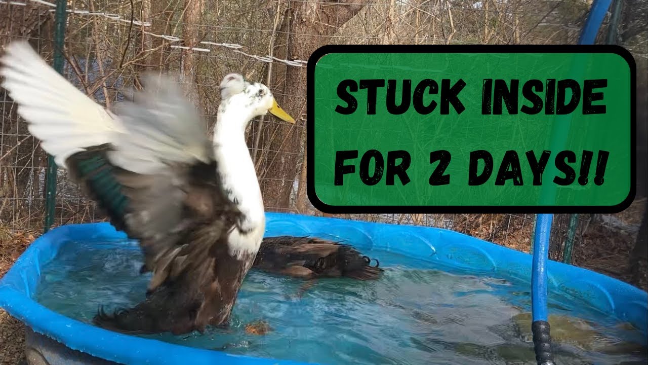 My ducks' reaction to going outside after 2 days - YouTube