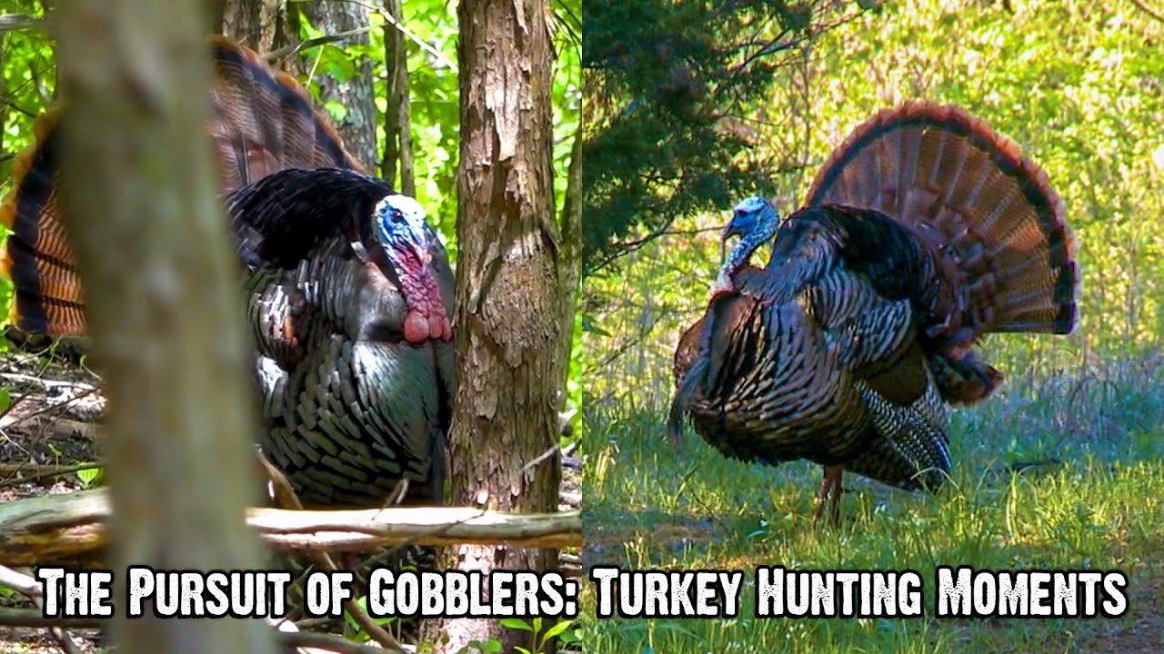Best Turkey Hunt Moments - YouTube