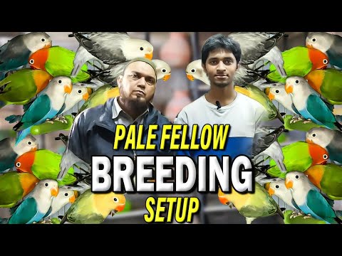 Pale fellow breeding setup | lovebirds breeding setup|zunair birds ...