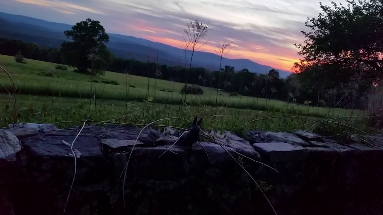 WOW! Bigfoot Howling Non Stop! (Headphones recommended) - YouTube