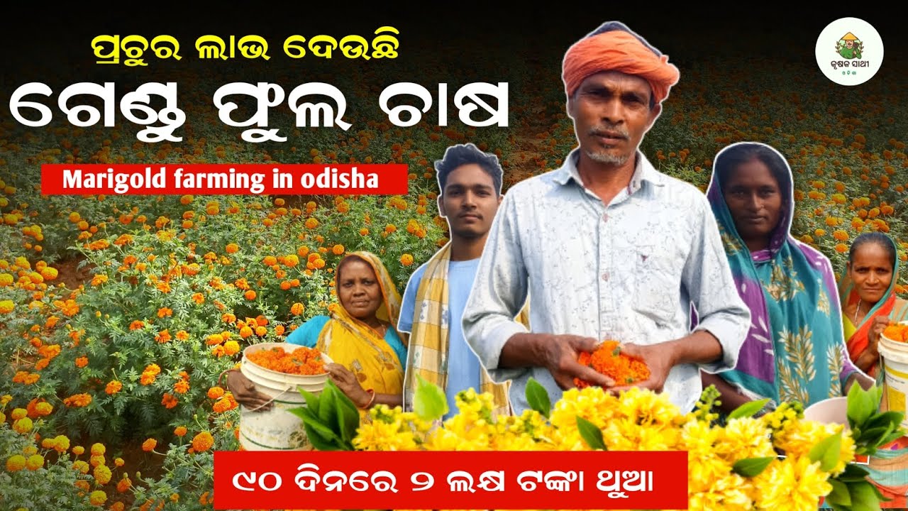 ଗେଣ୍ଡୁ ଫୁଲ ଚାଷ।Gendu phula chasa odia | gendu phula chasa pranali ...