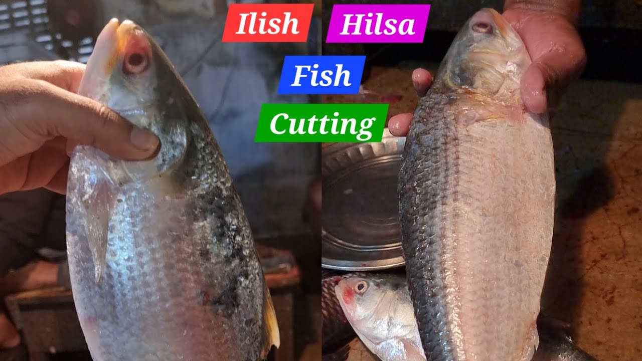 Ilish Hilsa Fish Cutting | #ilish #hilsa #fishcutting #fishcutting ...