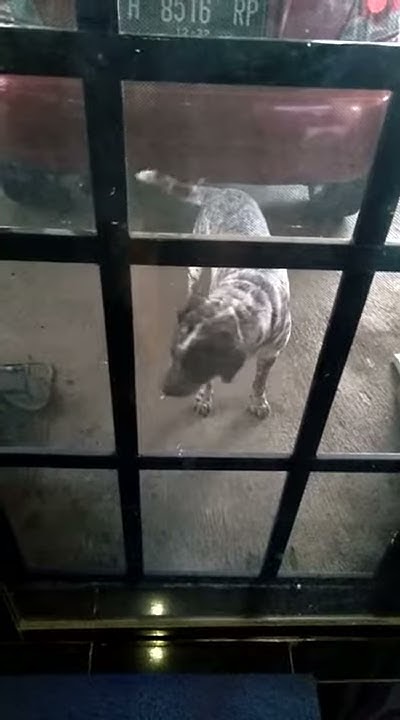 Doggie pengen masuk... Qiqiqi... - YouTube