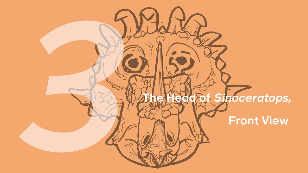 A-Qi the Sinoceratops 3: Head, Front View | Learn to Draw Dinosaurs ...